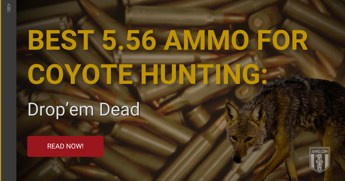 Best 5.56 Ammo for Coyote Hunting: Hit ‘em From Everywhere